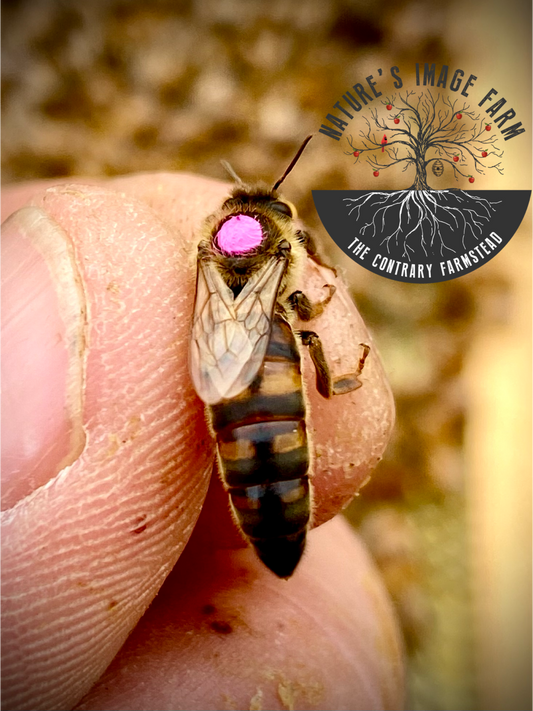 Bees – Nature's Image Farm