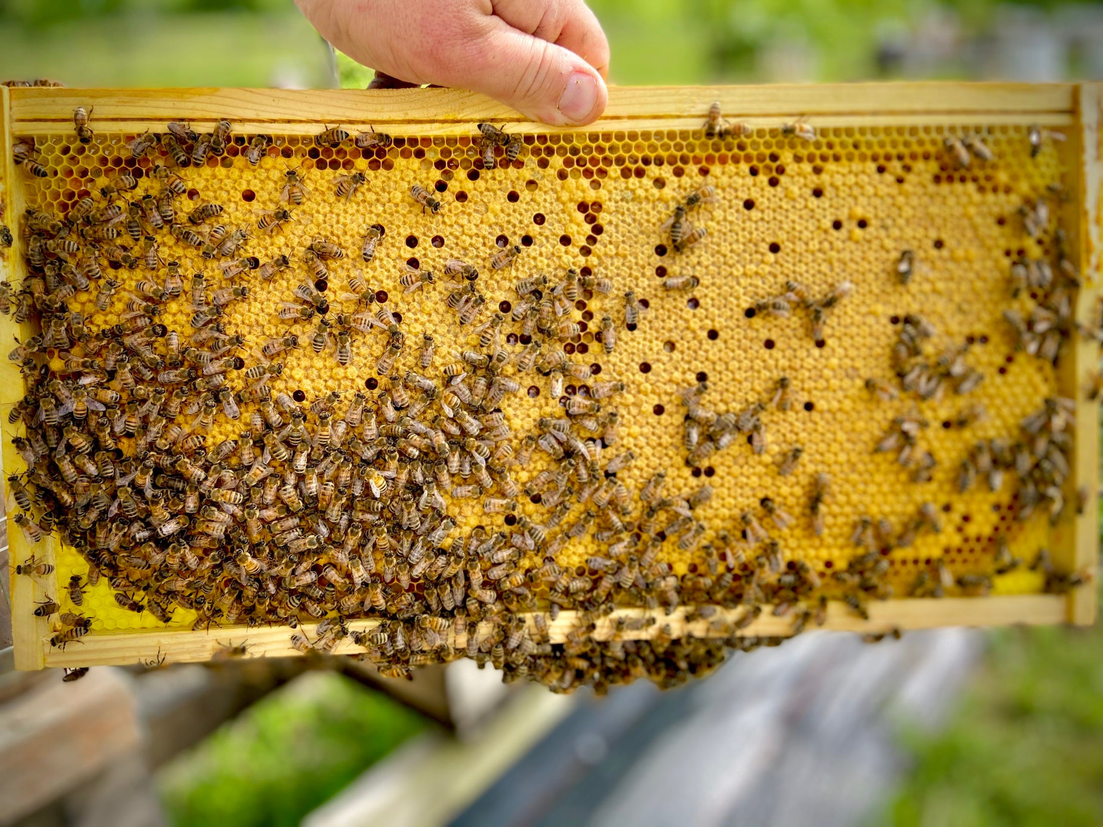 Endurahive PREMIUM Hive Kit Single w Bees 2026 – Nature's Image Farm